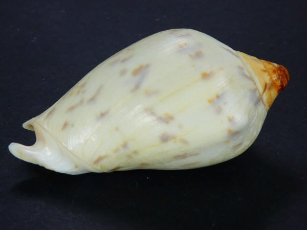 shellauction.net :: Cymbiola flavicans - 3600001