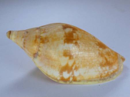 shellauction.net :: Ericusa papillosa - 3600006