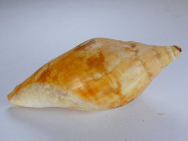 shellauction.net :: Ericusa papillosa - 3600006