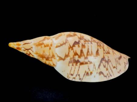 shellauction.net :: Ericusa sowerbyi - 3600014