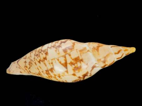 shellauction.net :: Ericusa sowerbyi - 3600014