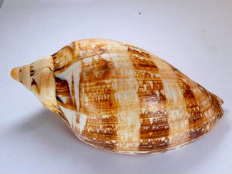 shellauction.net :: Cymbiola magnifica - 3600015