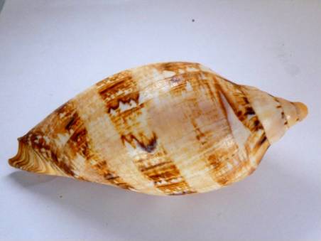 shellauction.net :: Cymbiola magnifica - 3600015