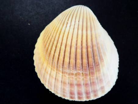 shellauction.net :: Cardium species - 3600038