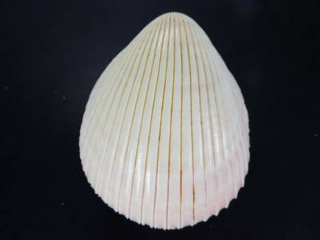 shellauction.net :: Cardium species - 3600053