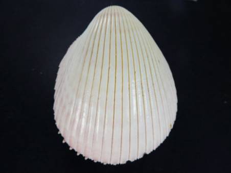 shellauction.net :: Cardium species - 3600053