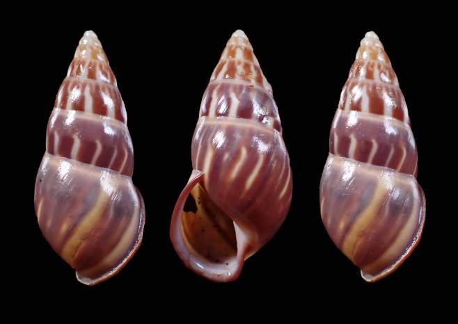 shellauction.net :: Amphidromus quadrasi palawanensis - 3600067