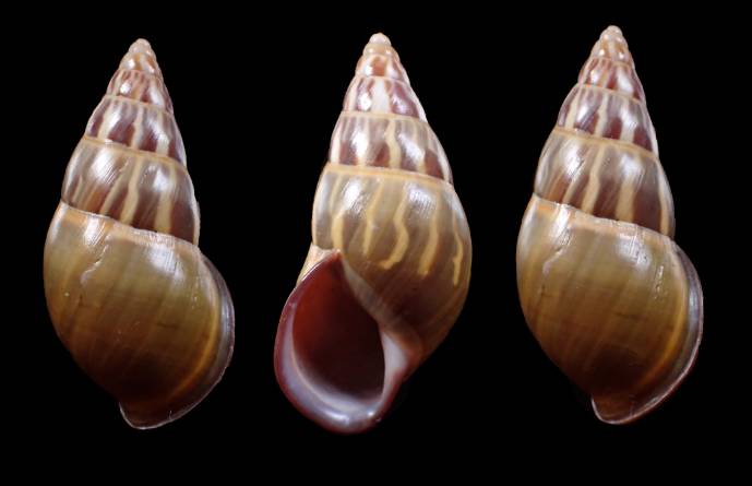 shellauction.net :: Amphidromus quadrasi palawanensis - 3600068