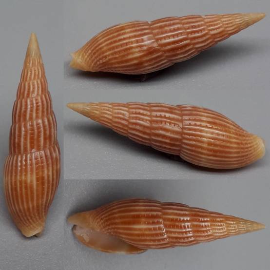 shellauction.net :: Vexillum varicosum - 3600090