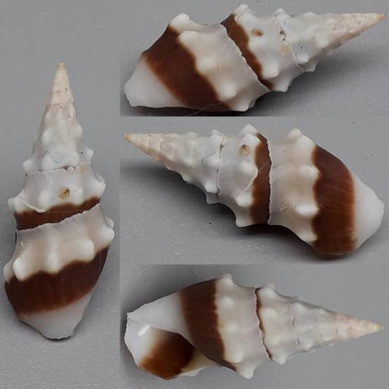 shellauction.net :: Clavus exasperatus - 3600166