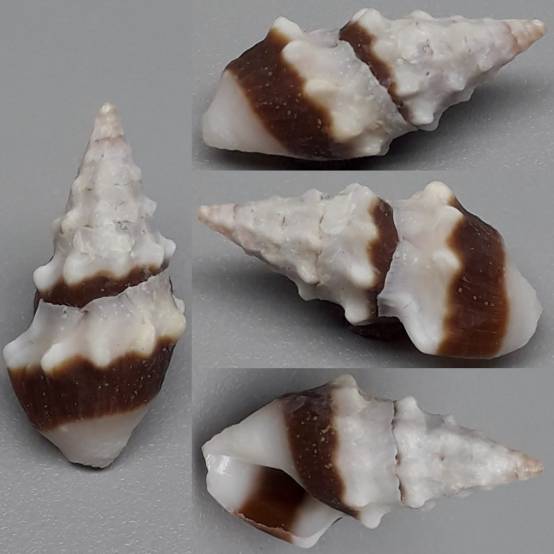 shellauction.net :: Clavus exasperatus - 3600168