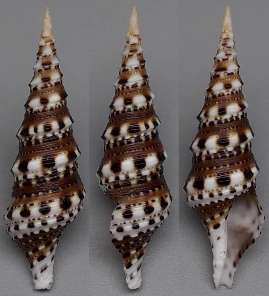 shellauction.net :: Turris spectabilis - 3600171