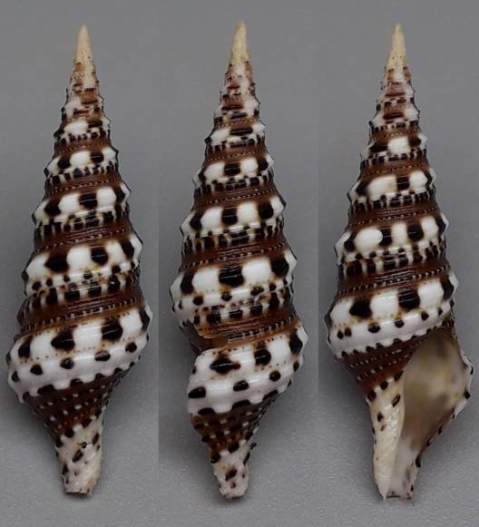 shellauction.net :: Turris spectabilis - 3600172