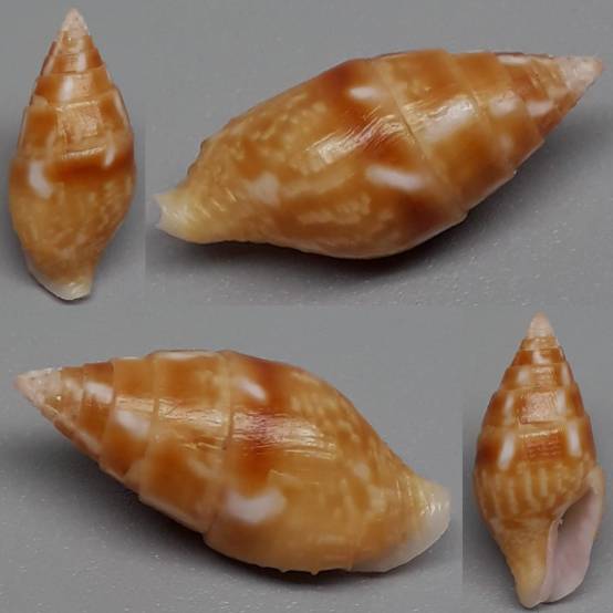 shellauction.net :: Pyrene flava - 3600194