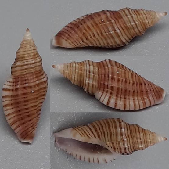 shellauction.net :: Eucithara sp. - 3600203