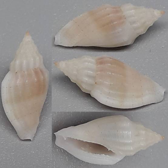 shellauction.net :: Eucithara sp. - 3600204