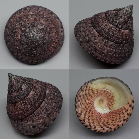 shellauction.net :: Trochus venetus - 3600230