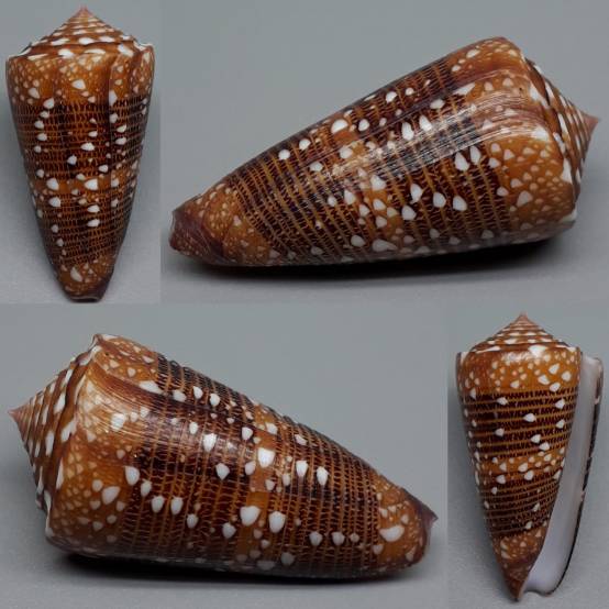 shellauction.net :: Conus nobilis victor - 3600263