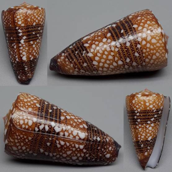 shellauction.net :: Conus nobilis victor - 3600268