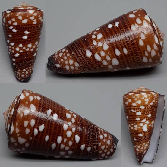 shellauction.net :: Conus nobilis victor - 3600271