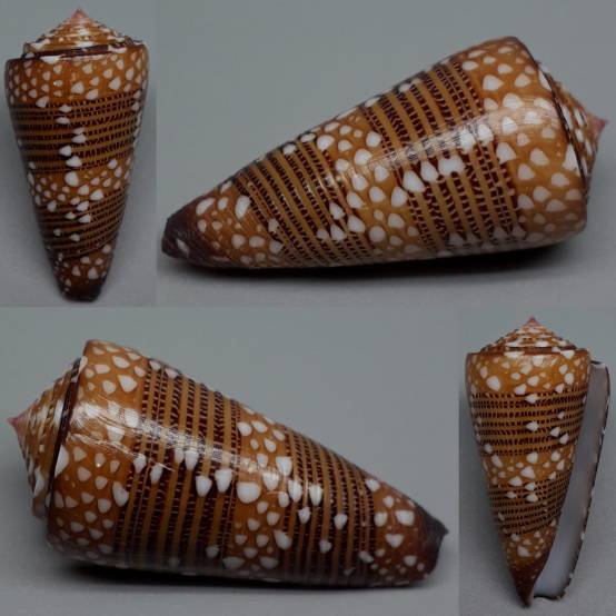 shellauction.net :: Conus nobilis victor - 3600282
