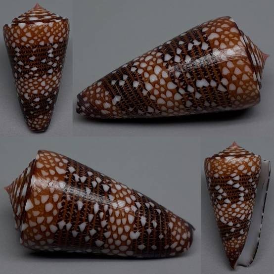 shellauction.net :: Conus nobilis victor - 3600285