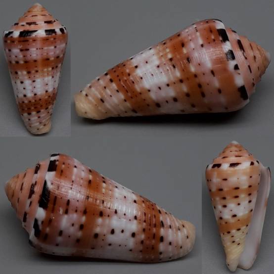 shellauction.net :: Conus aurisiacus - 3600310