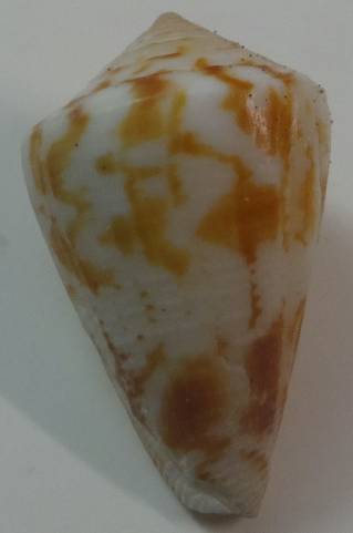 shellauction.net :: Conus orion f. drangai - 3600410