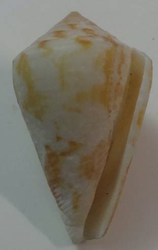 shellauction.net :: Conus orion f. drangai - 3600410