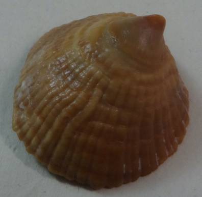 shellauction.net :: Capulus australis - 3600436