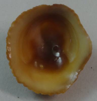 shellauction.net :: Capulus australis - 3600436