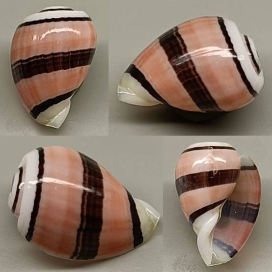 shellauction.net :: Aplustrum amplustre - 3600446