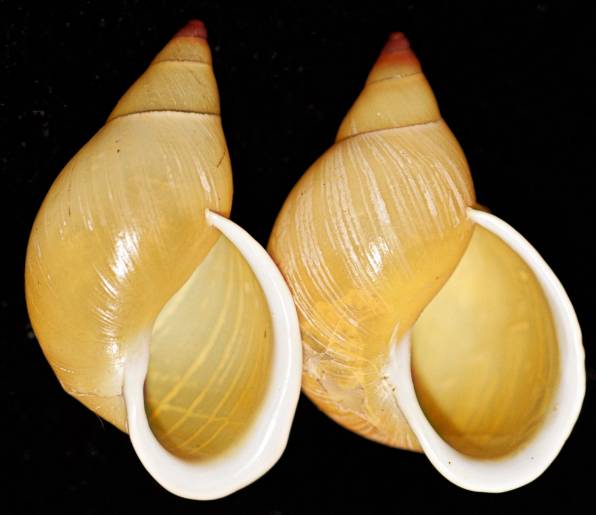 shellauction.net :: Drymaeus valentini - 3600481