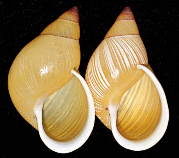 shellauction.net :: Drymaeus valentini - 3600482