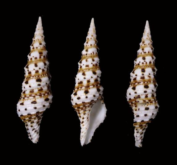 shellauction.net :: Turris spectabilis - 3600484