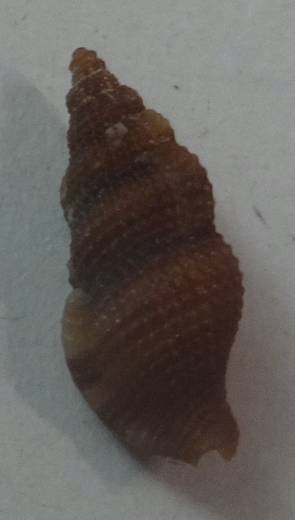 shellauction.net :: Colubraria reticulata - 3600503