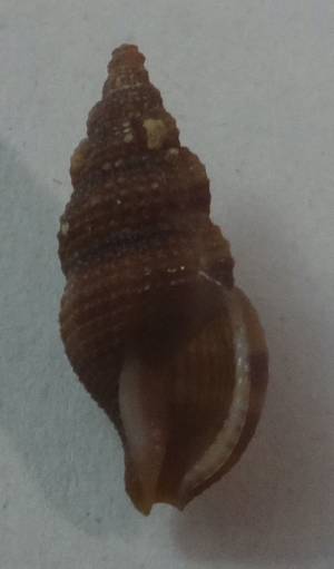 shellauction.net :: Colubraria reticulata - 3600503