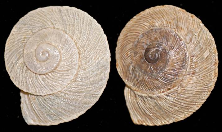 shellauction.net :: Iberus cobosi - 3600508