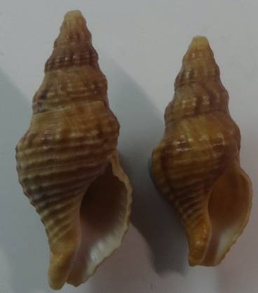 shellauction.net :: Cominella capensis - 3600513