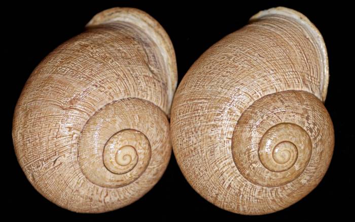 shellauction.net :: Iberus rhodopeplus - 3600550