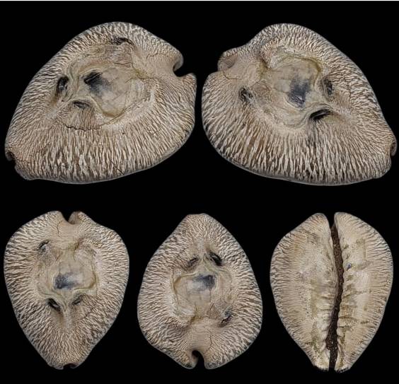 shellauction.net :: Barycypraea caputviperae quadrinodosa - 3600602