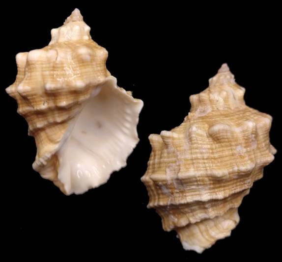 shellauction.net :: Neorapana tuberculata - 3600613