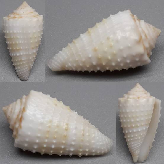 shellauction.net :: Conus floridulus - 3600677