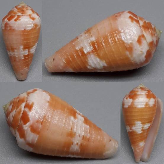 shellauction.net :: Conus pertusus - 3600736