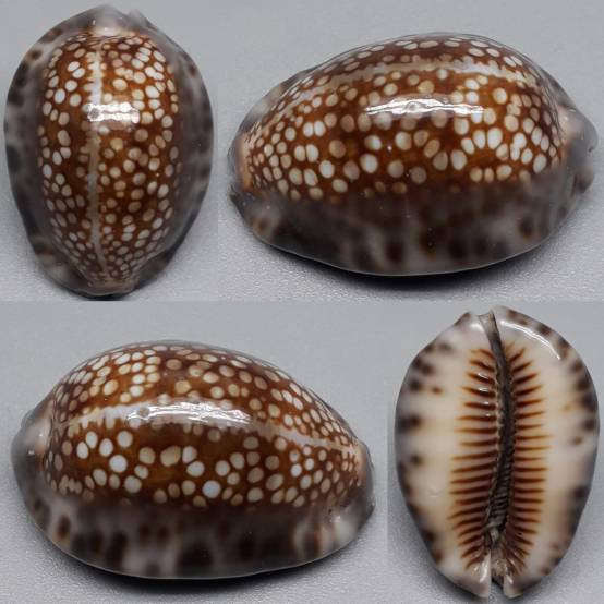 shellauction.net :: Mauritia depressa - 3600819