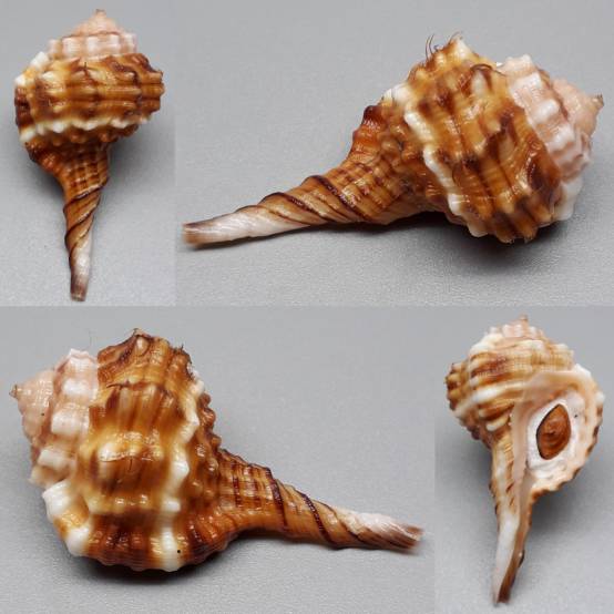 shellauction.net :: Ranularia encaustica - 3600907