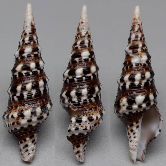 shellauction.net :: Turris spectabilis - 3600922