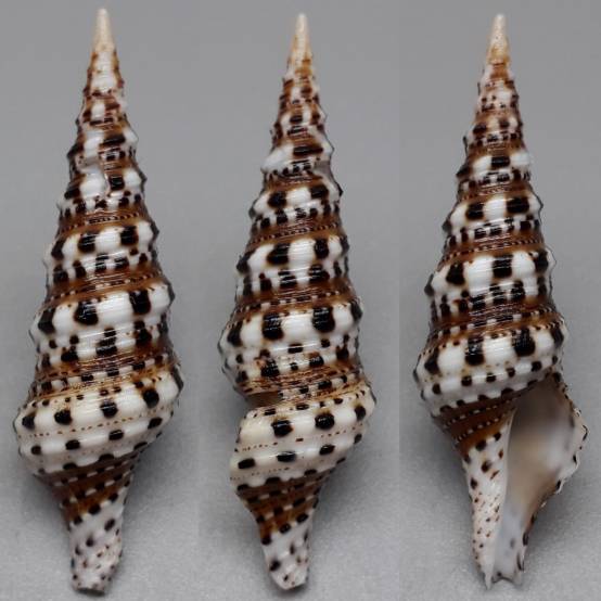 shellauction.net :: Turris spectabilis - 3600923