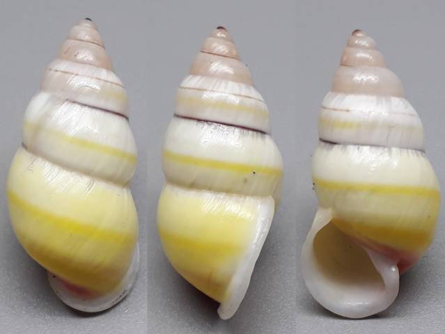shellauction.net :: Amphidromus laevus lakorensis - 3601083