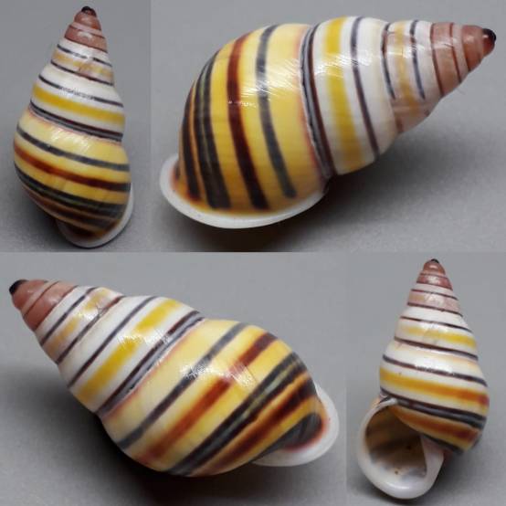 shellauction.net :: Amphidromus laevus kissuensis - 3601090